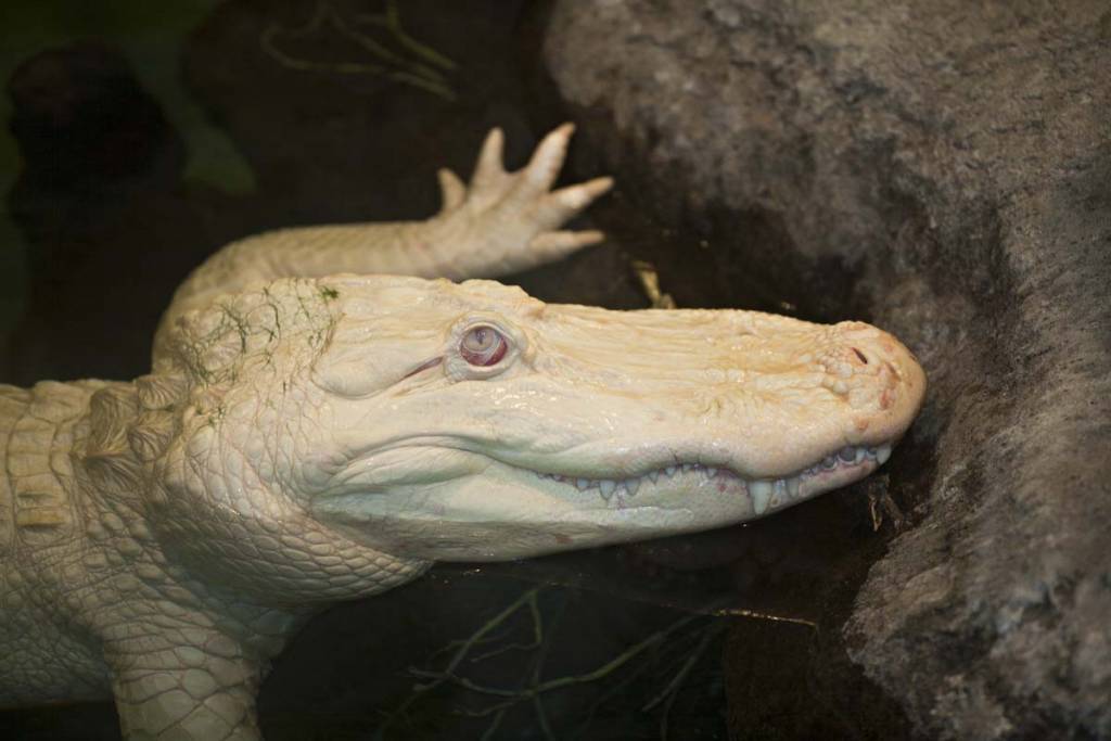 For the love of Claude - 48 hills