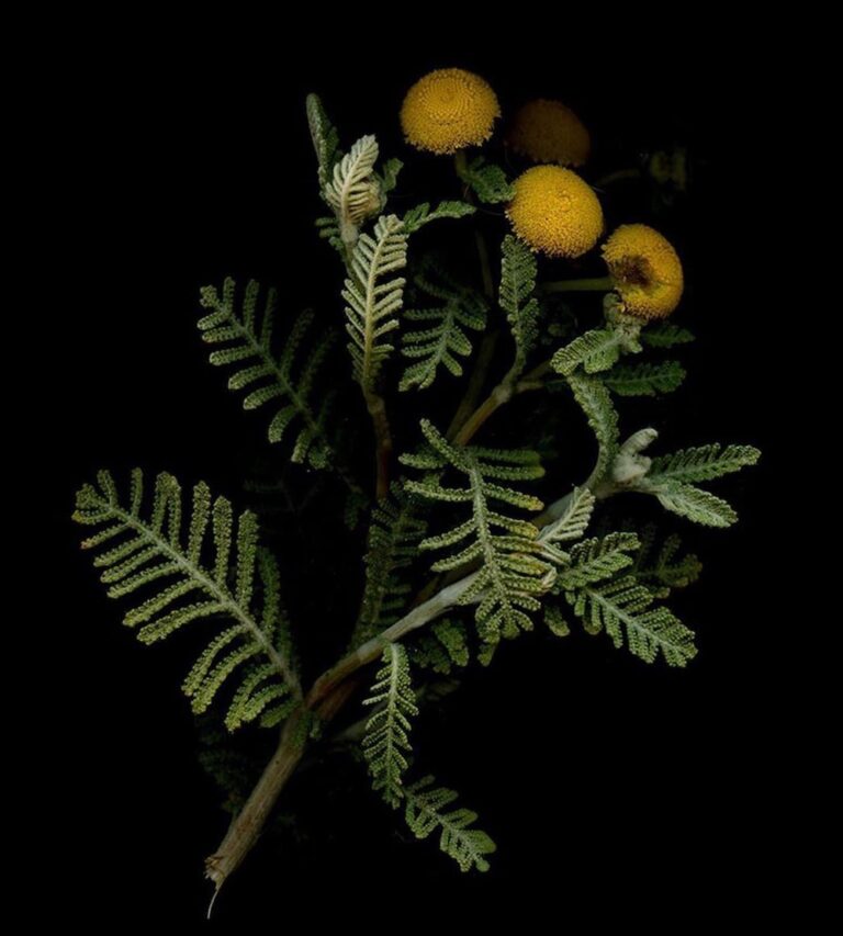 Kija Lucas scans her roots in 'A Taxonomy of Belonging' - 48 hills