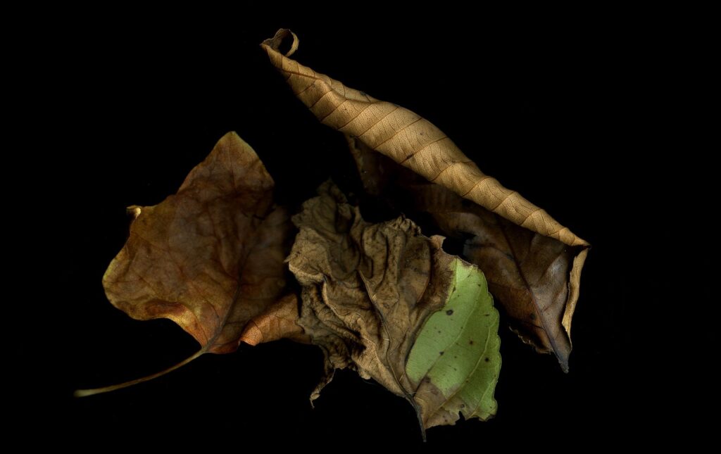 Kija Lucas scans her roots in 'A Taxonomy of Belonging' - 48 hills