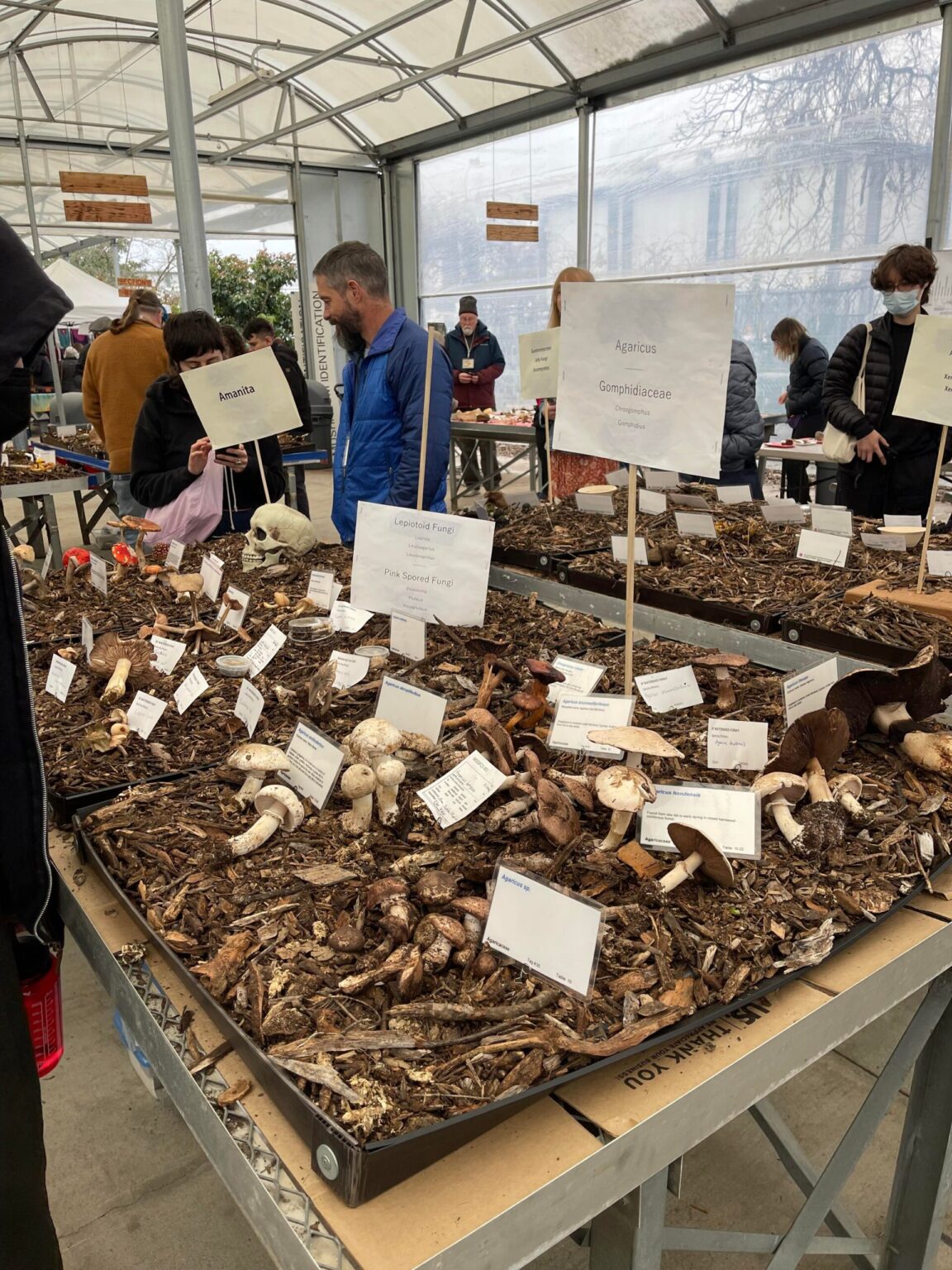 Ride the shroom boom (and expand your mind) at the 51st SF Fungus Fair ...