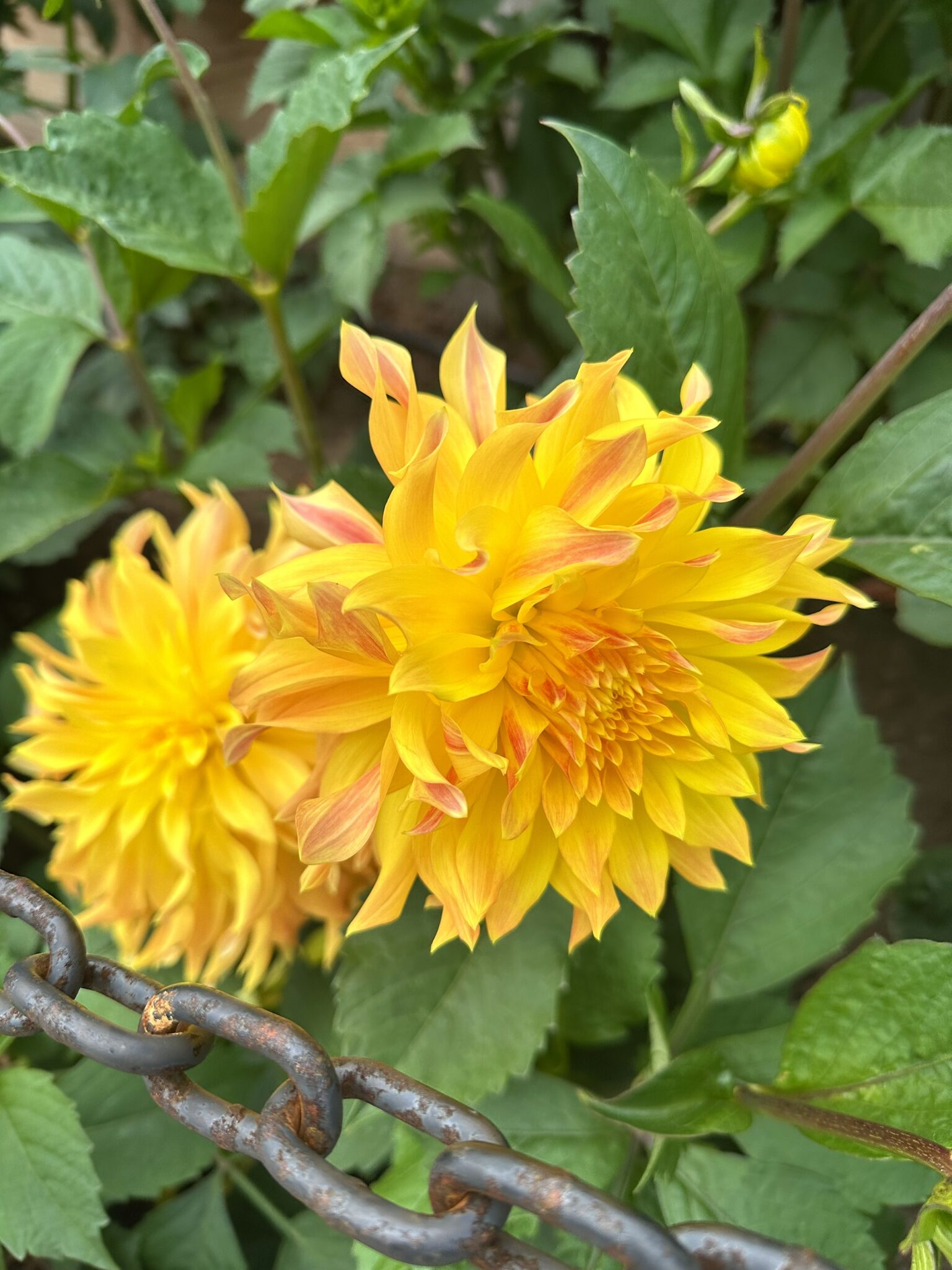 The Dahlia Dell is popping off in Golden Gate Park - 48 hills
